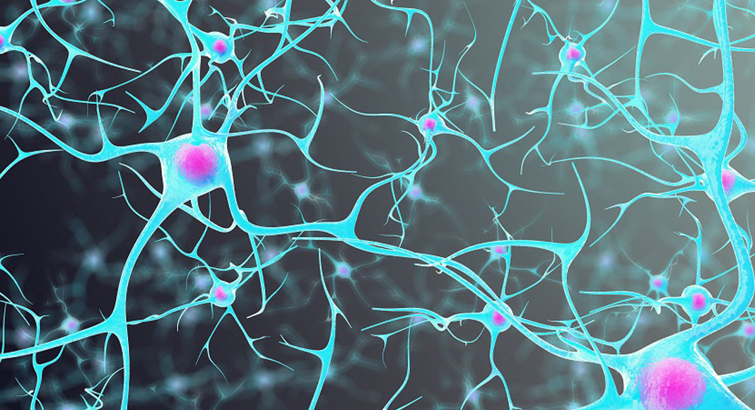 Acetilcolina: el neurotransmisor que potencia las conexiones neuronales ...
